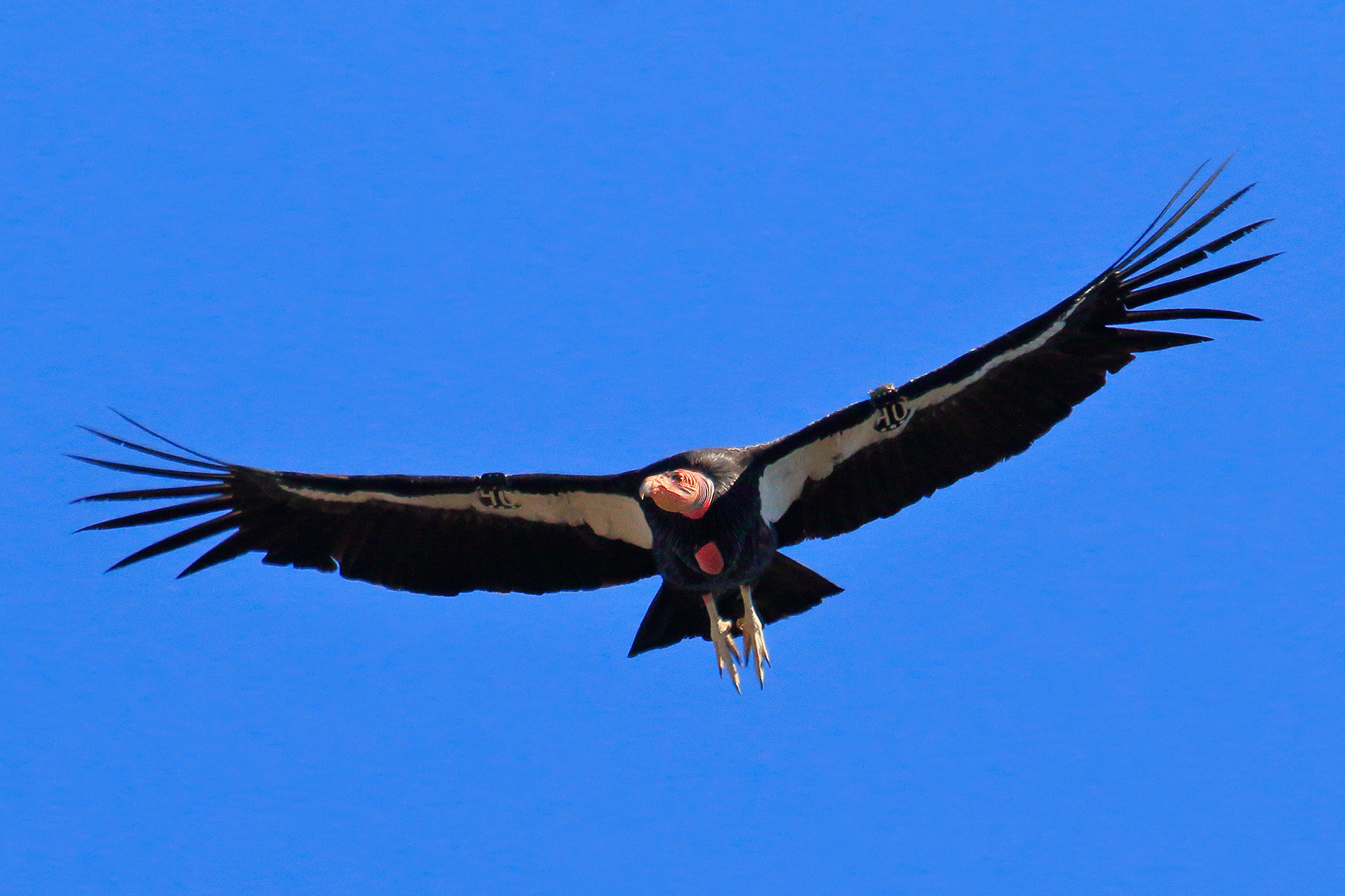 Park Foundation Supports Condor Recovery at Pinnacles – Voices of ...