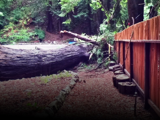 The Story of a Redwood Tree – Voices of Monterey Bay