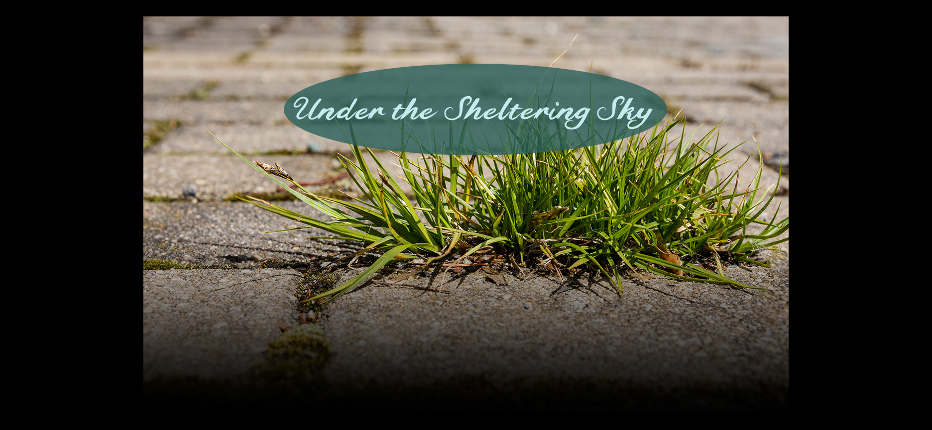 In the Weeds – Voices of Monterey Bay