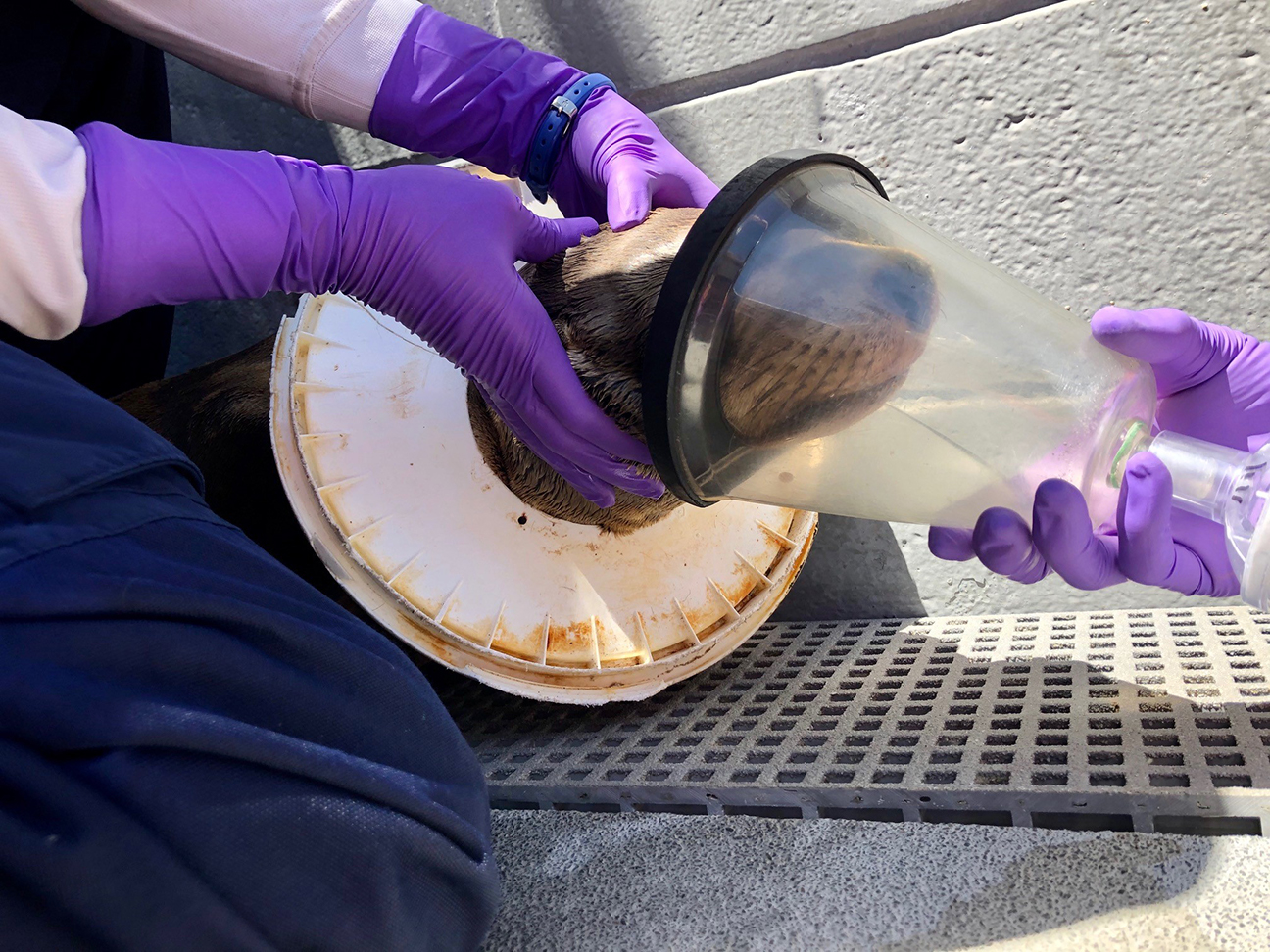 Setbacks and opportunities – Voices of Monterey Bay