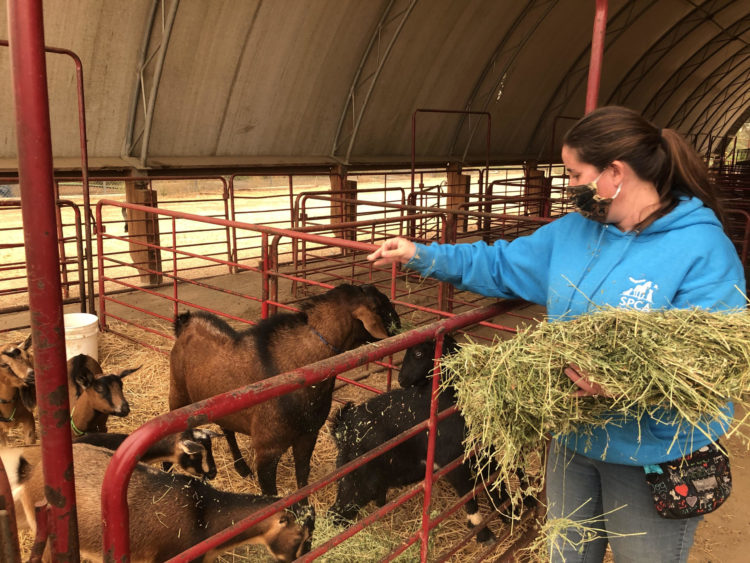 SPCA Monterey County sheltering Dolan Fire rescues – Voices of Monterey Bay